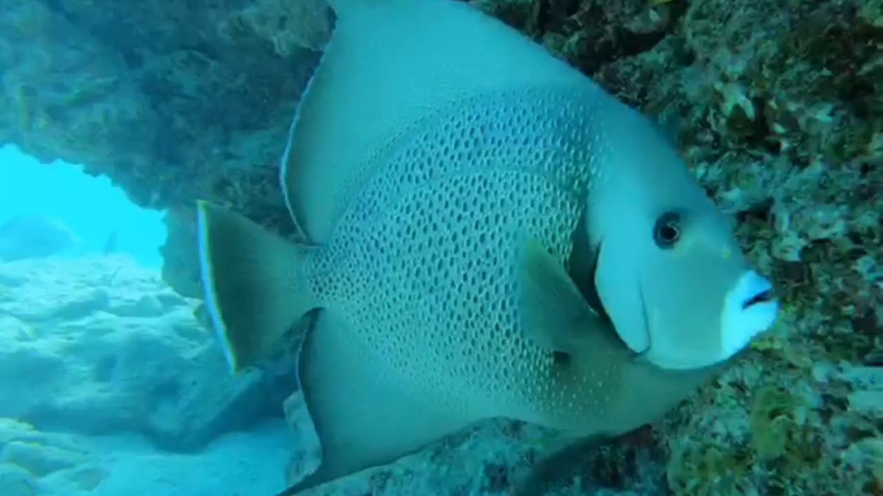 French Reef: Christmas Tree Cave, Key Largo Fl - YouTube