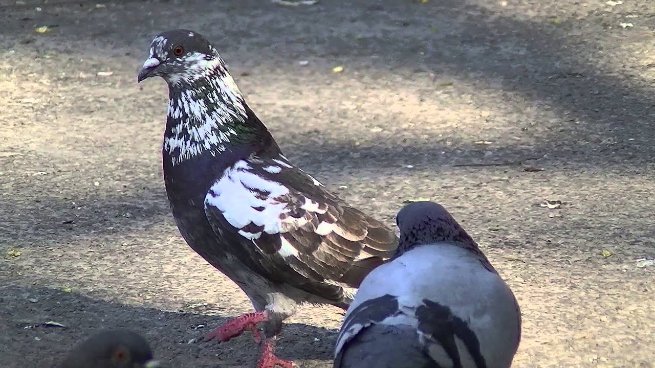hübsche Stadttauben Vol. 1 - YouTube