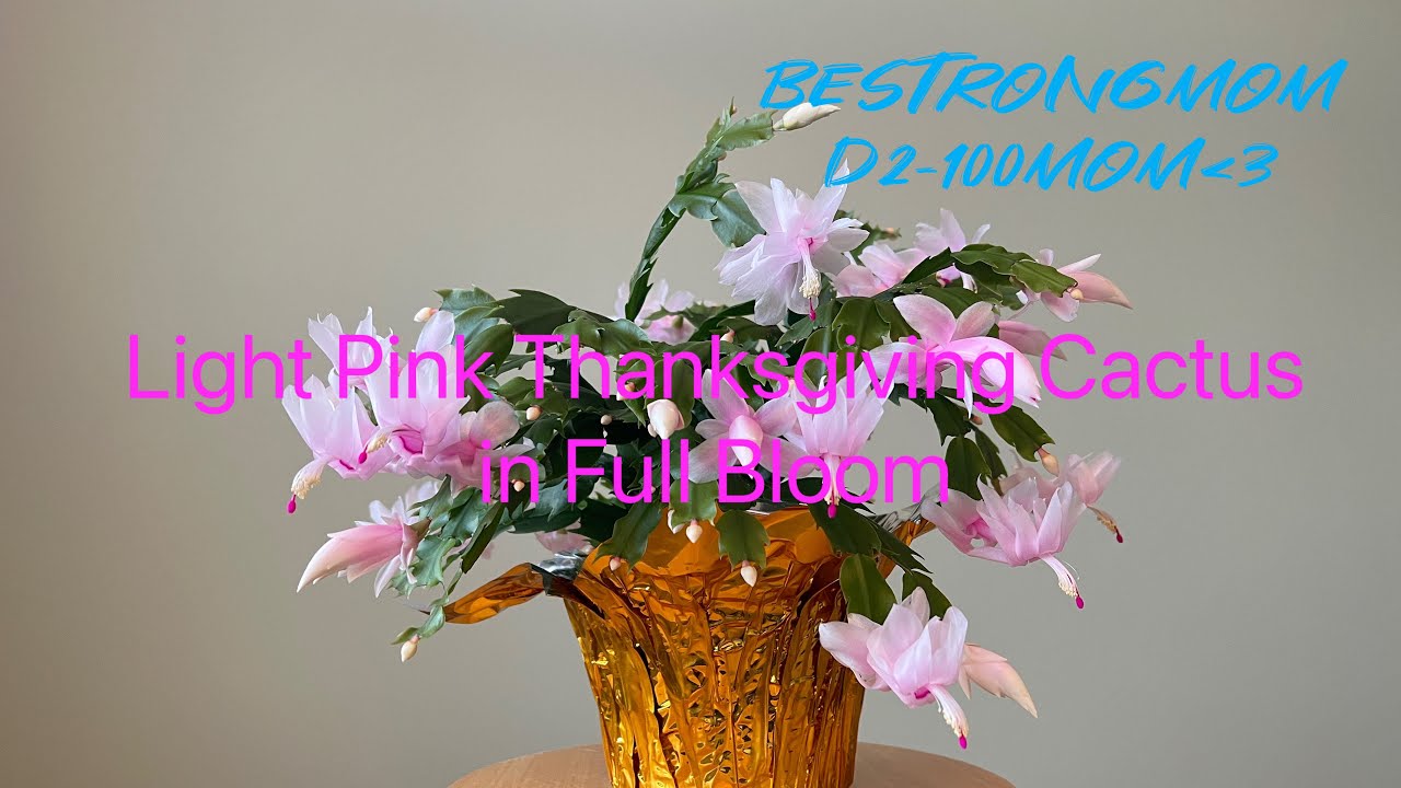 Another pot of light pink thanksgiving cactus in full bloom. Life video ...