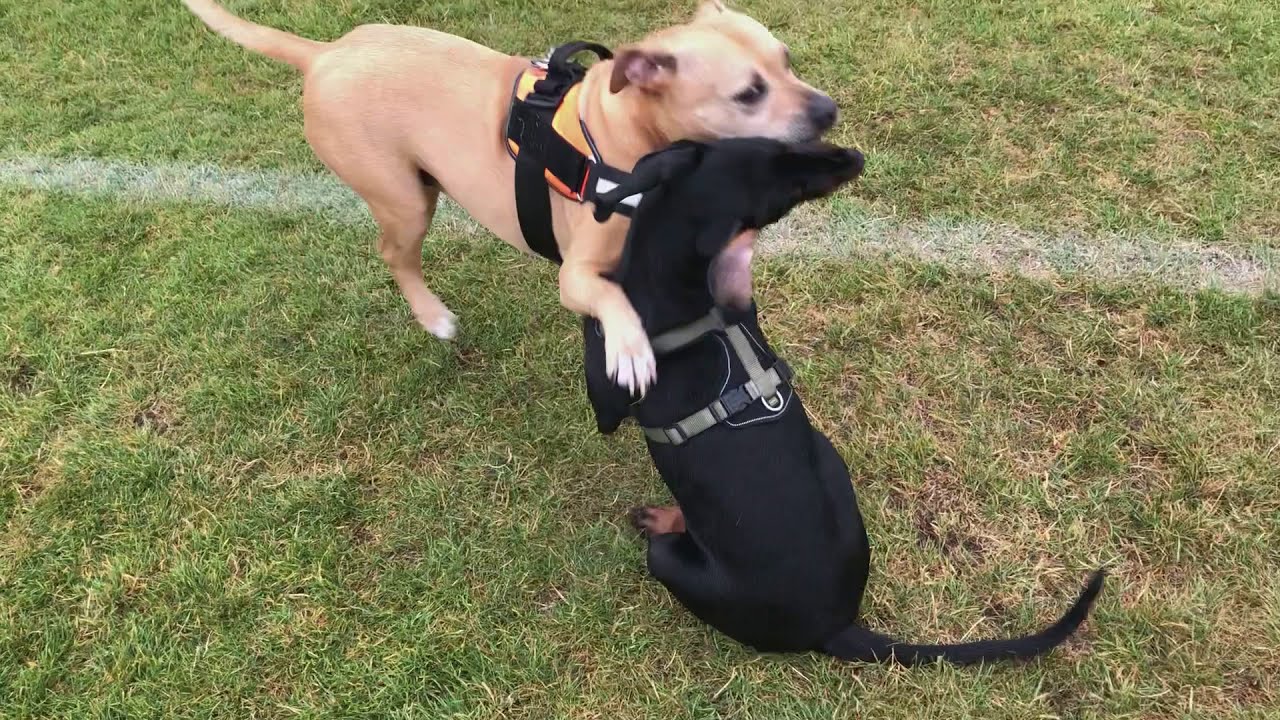 Crazy Doberman pup Rex rough play mentoring from his best friend Staffy ...