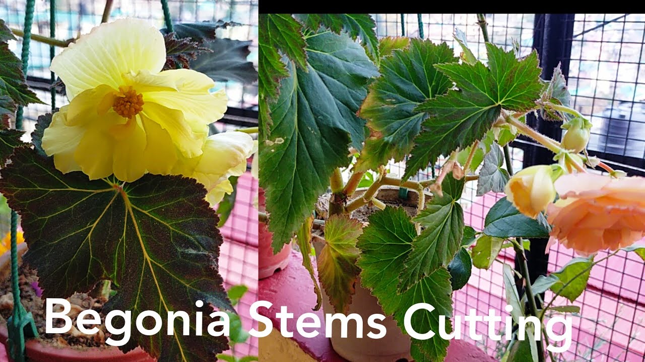 How to Grow Begonias From Cutting | How to Propagate Thick Stem ...