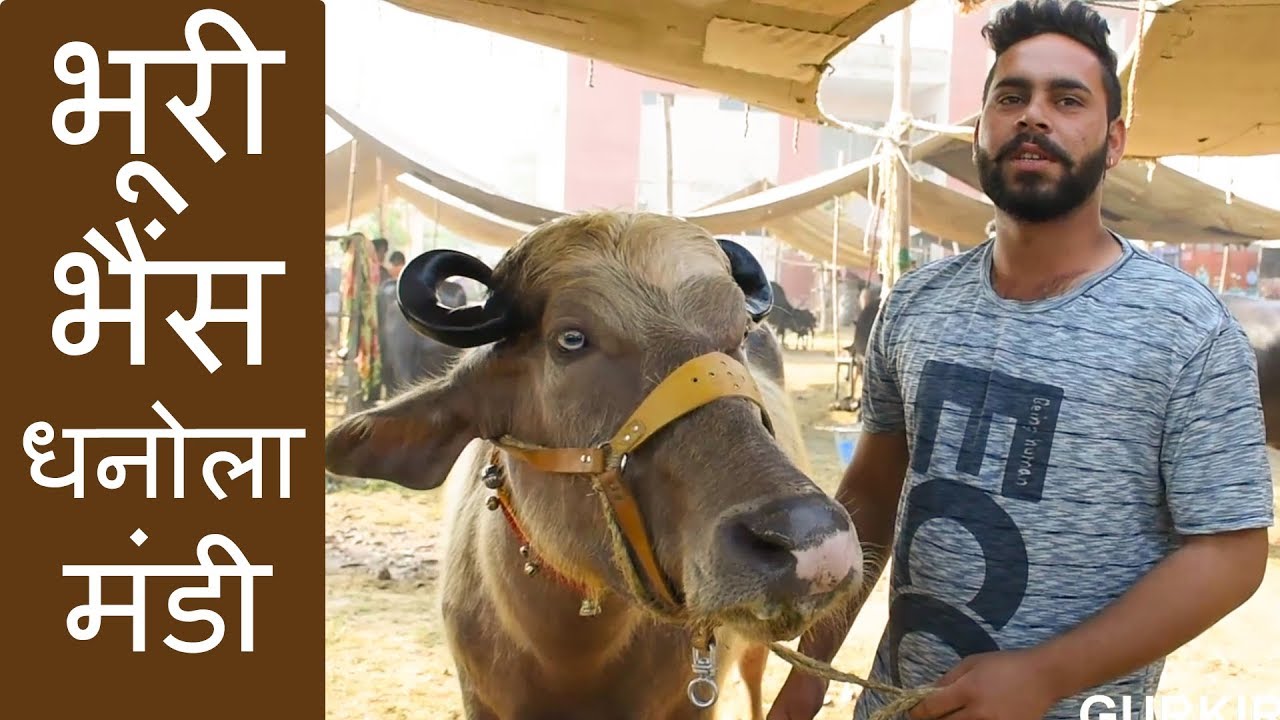 Brown coloured Nili Ravi Buffalo at Dhanaula Mandi - YouTube