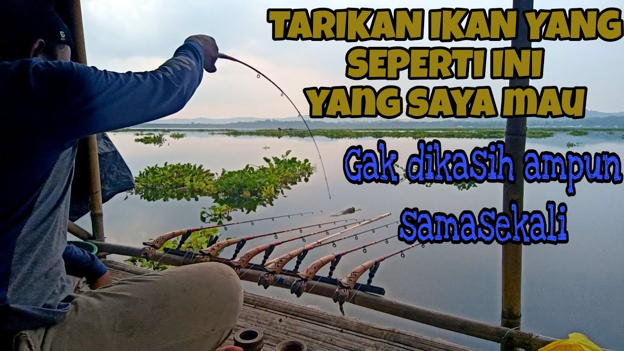 Gila kuat banget tarikan ikan nya Suara senar terdengar JELAS - YouTube