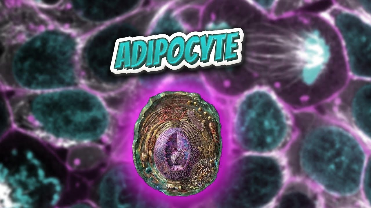Adipocyte (Everything Human Cells) 💬👁️🕺🔎 - YouTube