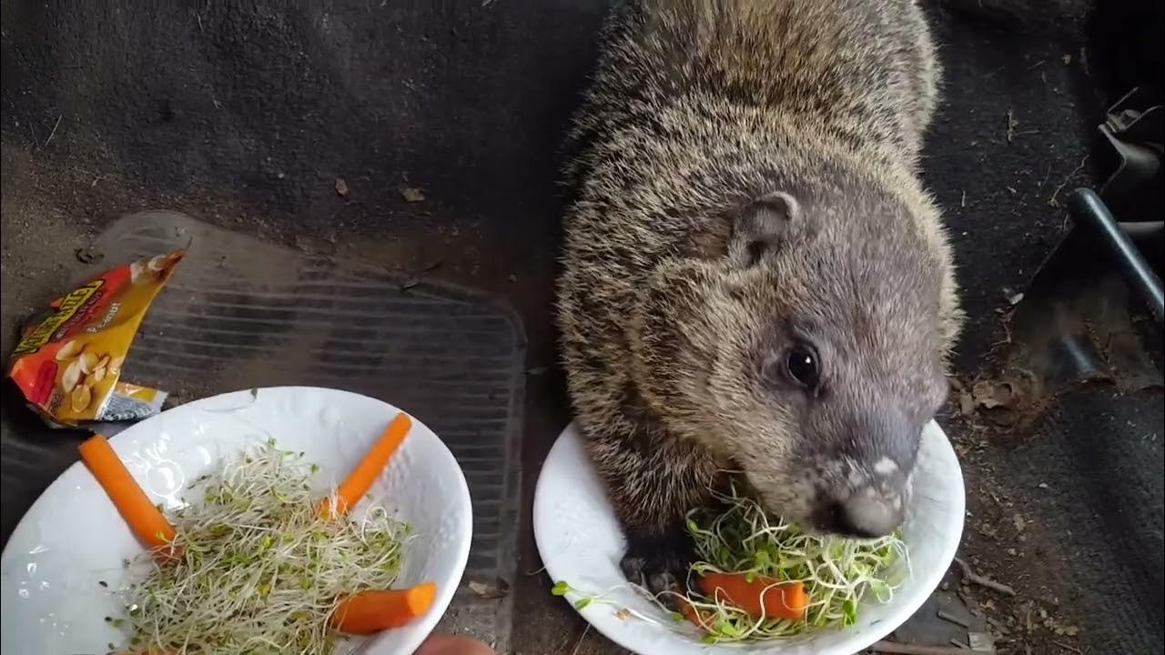 Feeding a Wild Groundhog, Chuckles the Woodchuck 2018 - YouTube