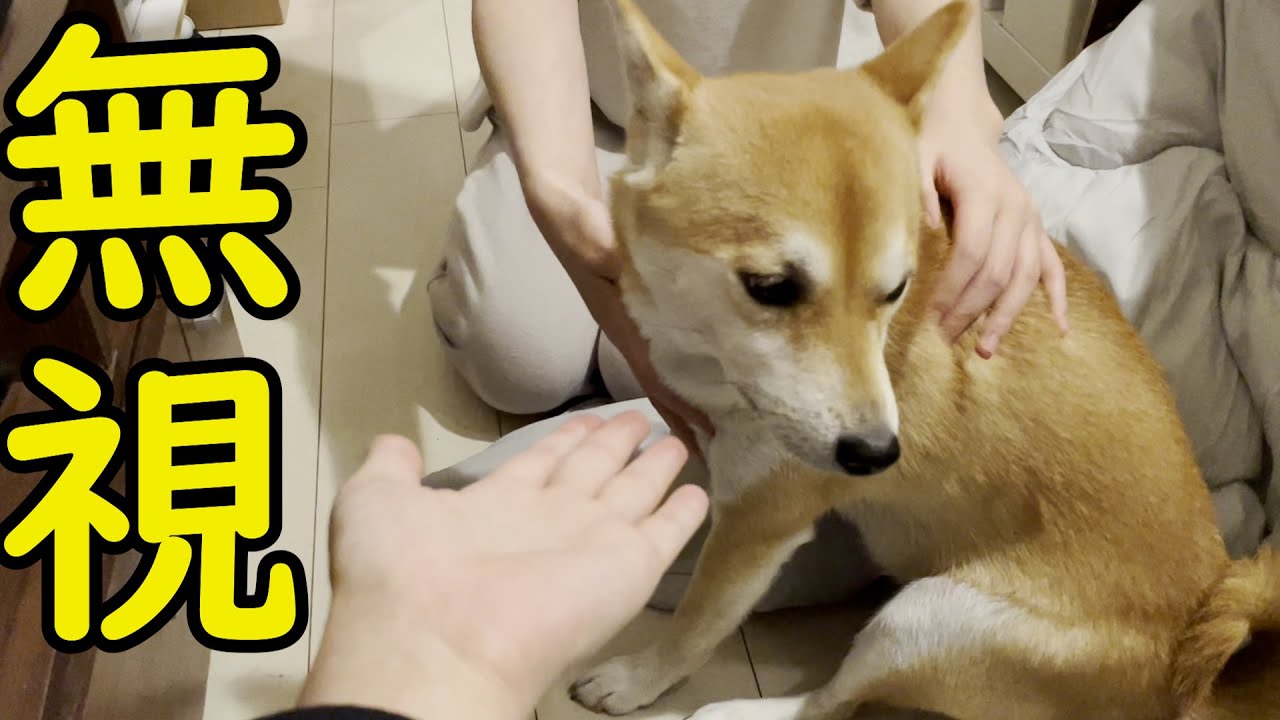 【かわいい】いつも仲良しの柴犬に無視されてかまってもらえない - YouTube