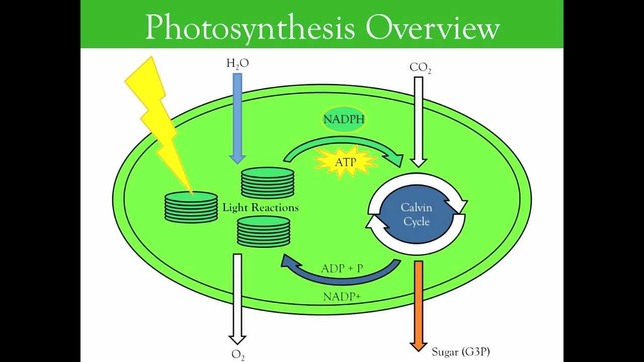 Photosynthesis - YouTube