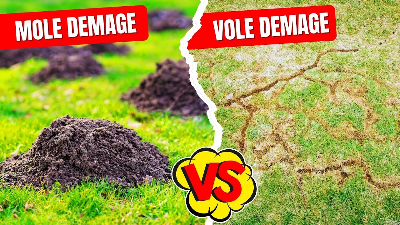 How to Identify Mole vs Vole Damage in Lawns - YouTube