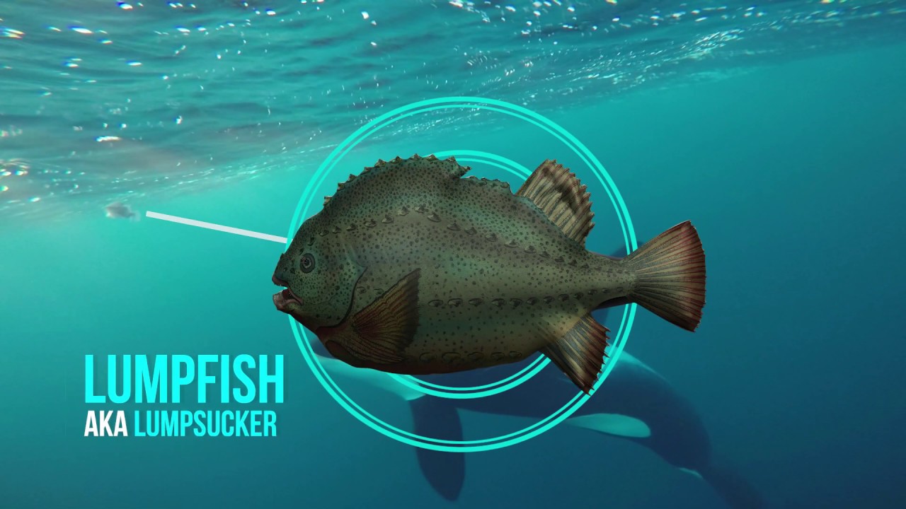 Orcas feeding on lumpfish (Cyclopterus lumpus) in northern Norway - YouTube