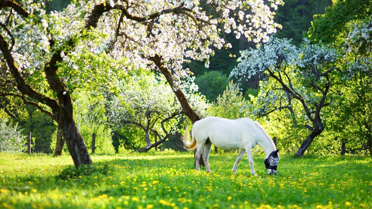 Beautiful Relaxing Hymns, Peaceful Instrumental Music, "Springs New ...