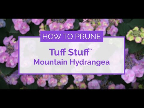 How To Prune Hydrangea Tuff Stuff