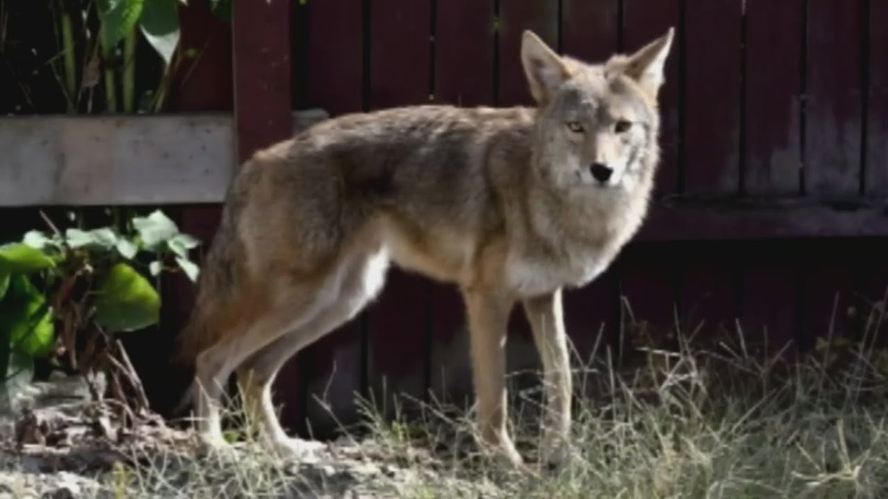 Rise in coyote sightings worrying people in Western Pa. - YouTube