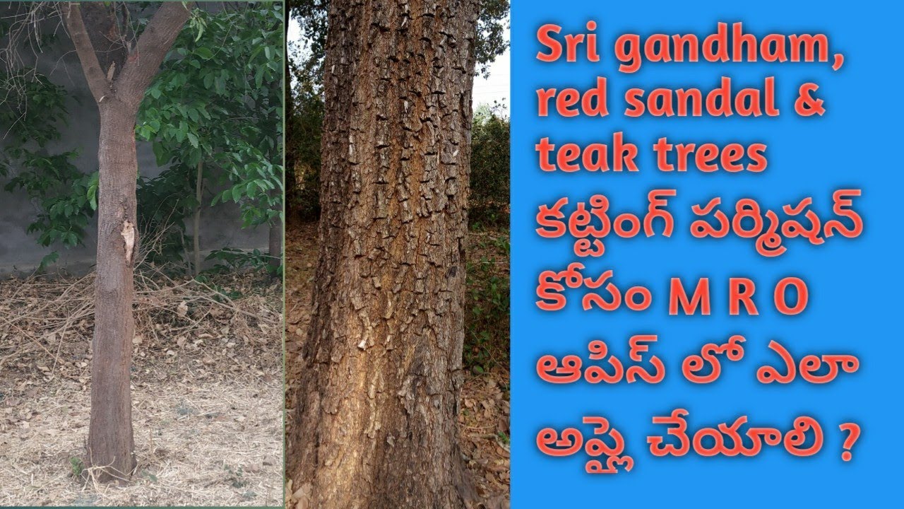 How to get sri gandham cutting permissions in mro office/ sri gandham ...