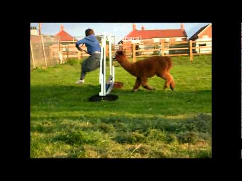 Amazing Alpaca Agility - YouTube