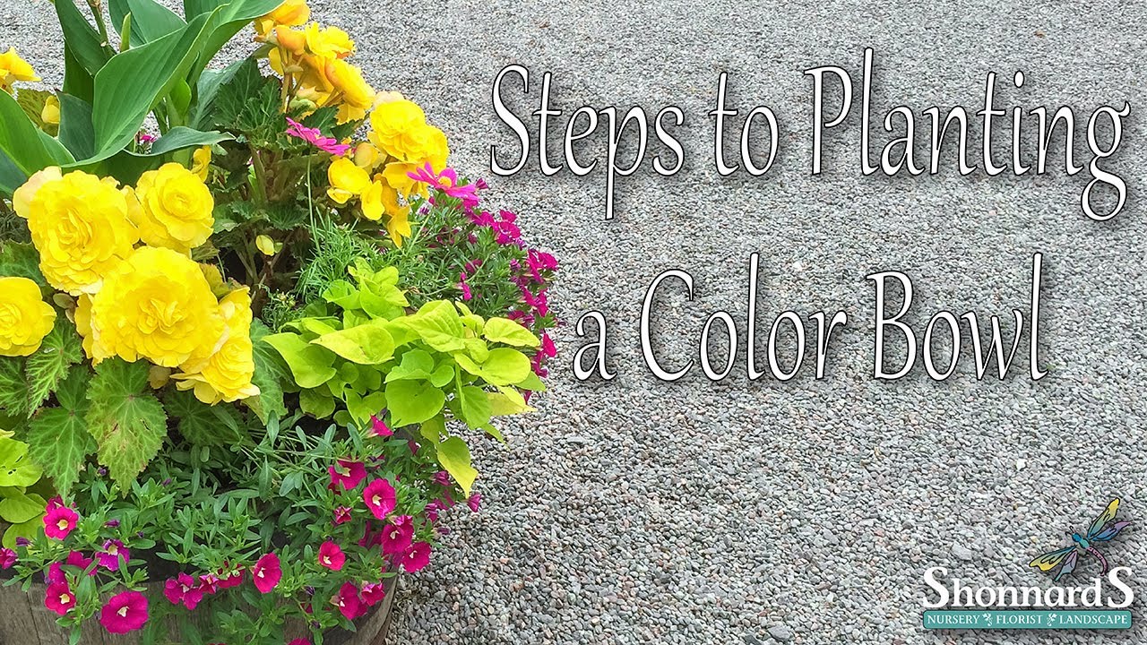 Steps to Planting a Color Bowl - YouTube