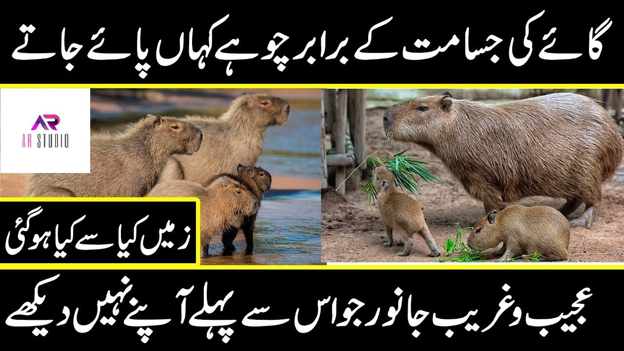 World's Largest Size Rats | Largest Animals On Earth | AR Studio - YouTube