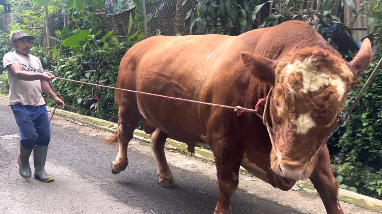 SAPI RAKSASA PESAING WARISO 1.2 TON 180 juta JAPRI SETIA FARM‼️🔥🔥🔥 ...