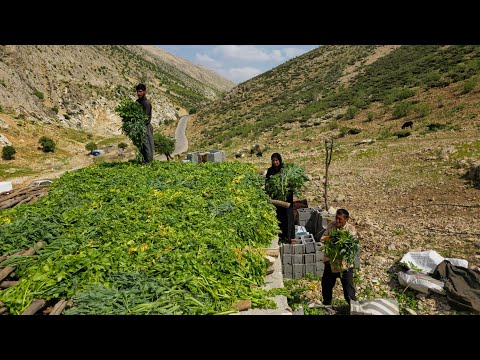 Göçebe Sürgün: Geleneksel Bir Göçebe Barınağı İnşa Etmeye Devam Etmek | Dağlarda Göçebe Hayatı🛖💫