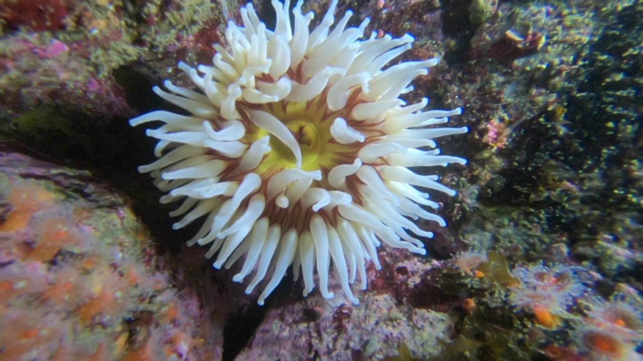 Night Dive at The Coast Guard Pier, Monterey, CA - YouTube