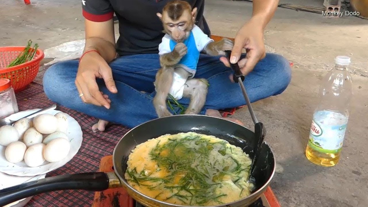 Monkey Baby!! Dodo Good Homemade Help Dad Cook Omelet For Dinner - YouTube