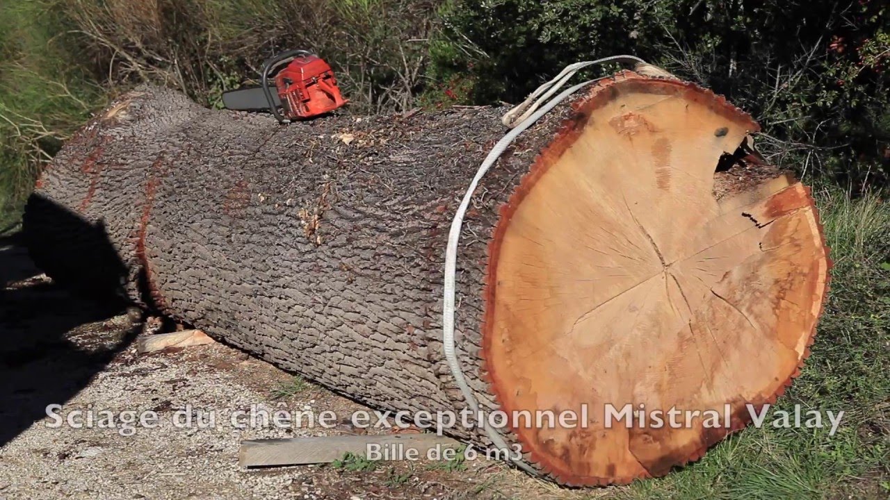 Sciage d'un chêne exceptionnel - YouTube