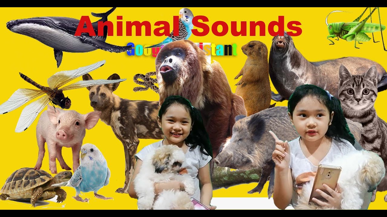 GOOGLE Assistant - Learn Different Animal Sound - YouTube