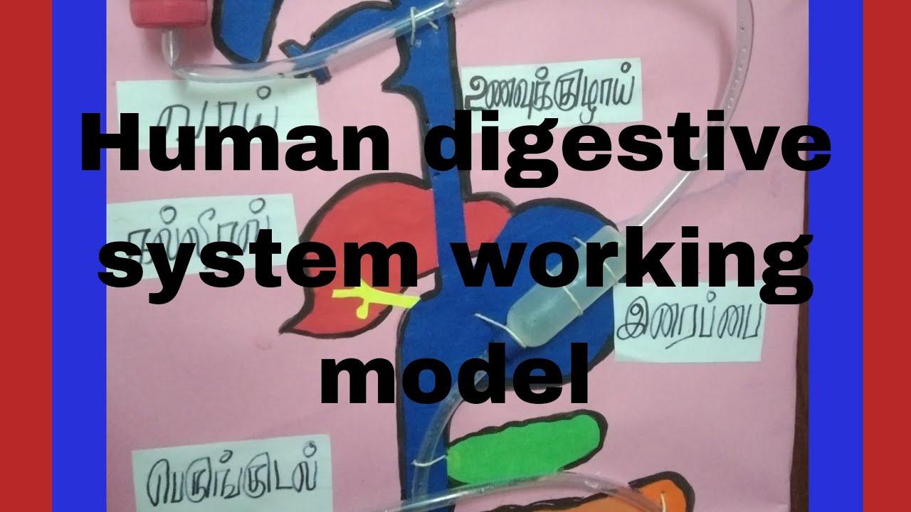 B.Ed .Human digestive system working model 👤 - YouTube
