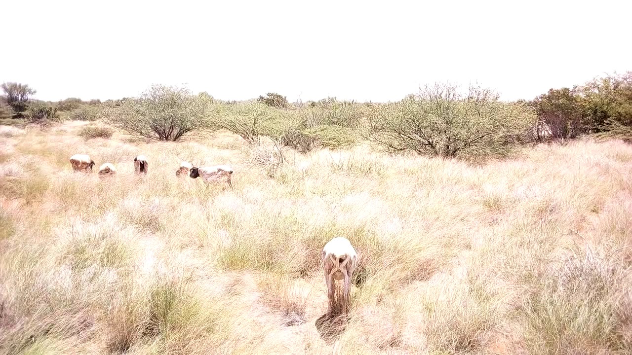 Grazing sheep , somali goats - YouTube