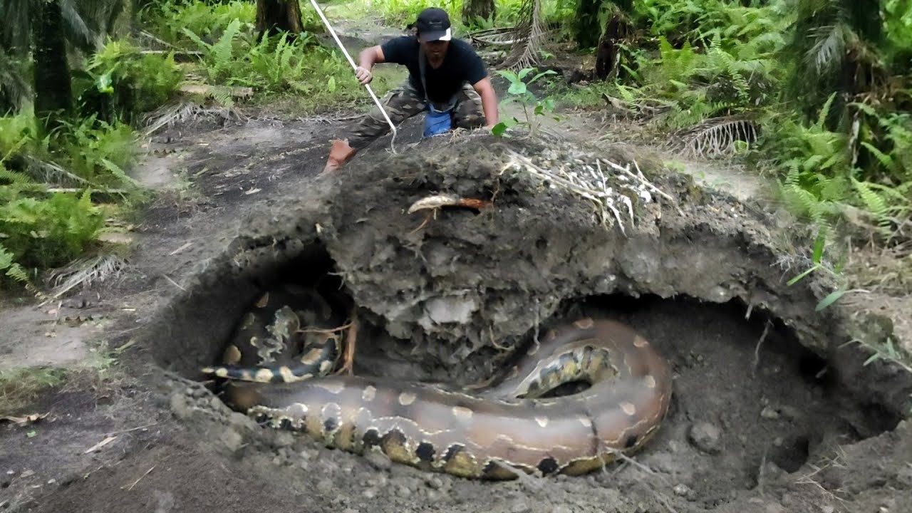 MUNCULNYA SOSOK RATU ULAR BUNTET SI RANJAU DARAT PENGHUNI LUBANG HITAM ...