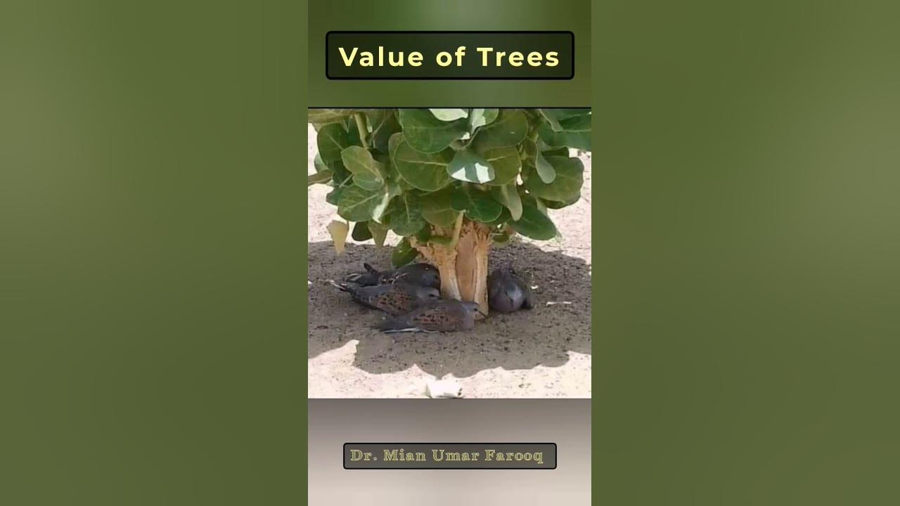Value of trees|save trees| #trending #treeshorts #trees - YouTube