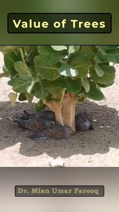 Value of trees|save trees| #trending #treeshorts #trees - YouTube