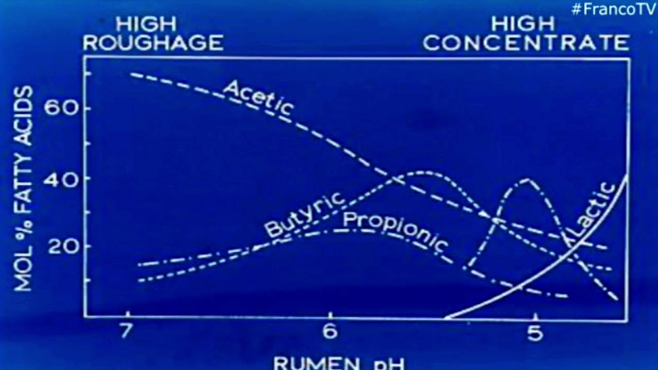 Fisiología Ruminal - Cambios de pH (Acidosis/Alcalosis) - YouTube
