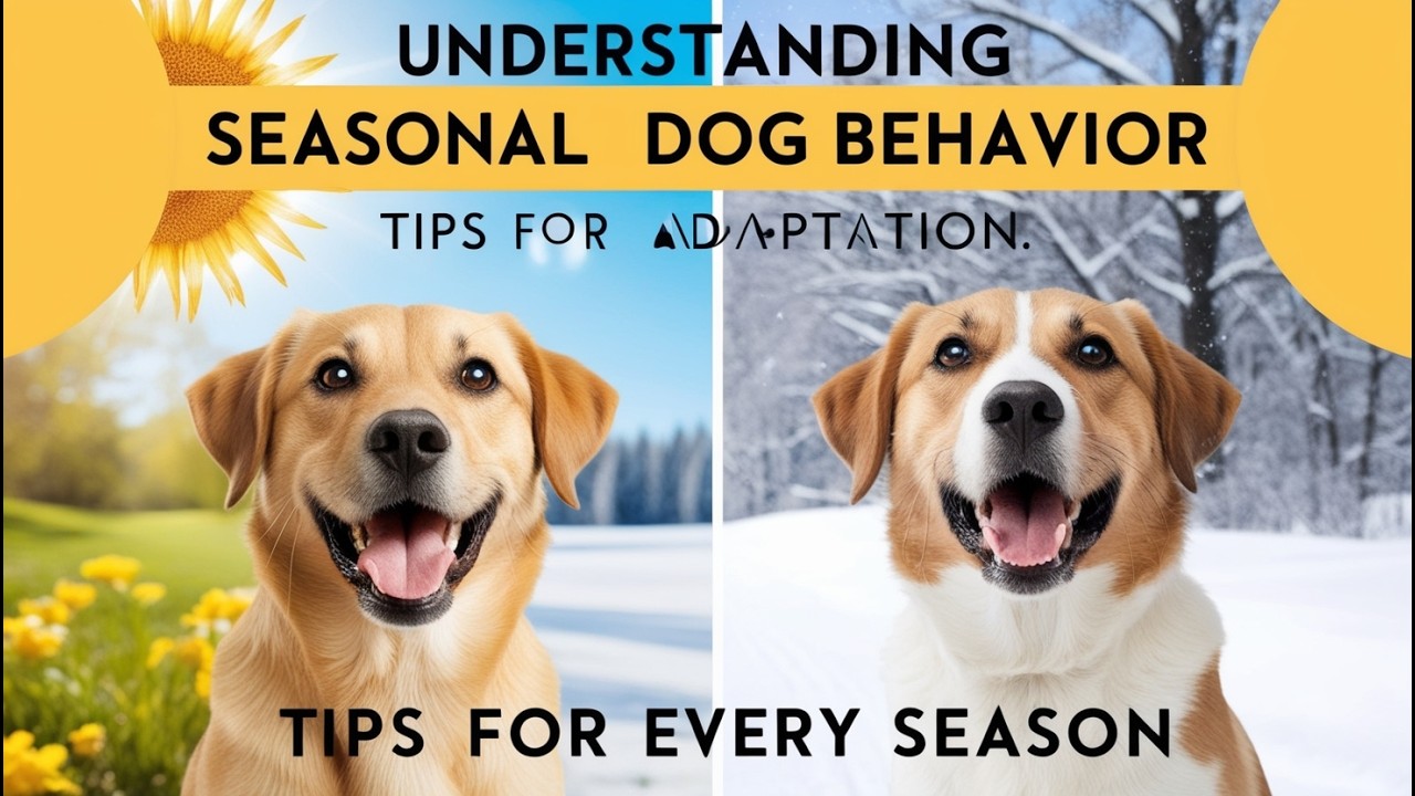 Understanding Seasonal Behavior Changes in Dogs: Tips for Adaptation ...