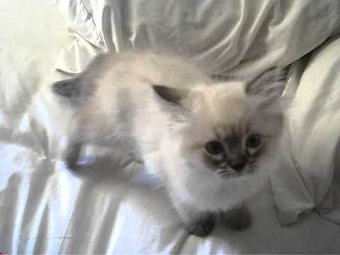 Blue Lynx Point Himalayan (green) - YouTube