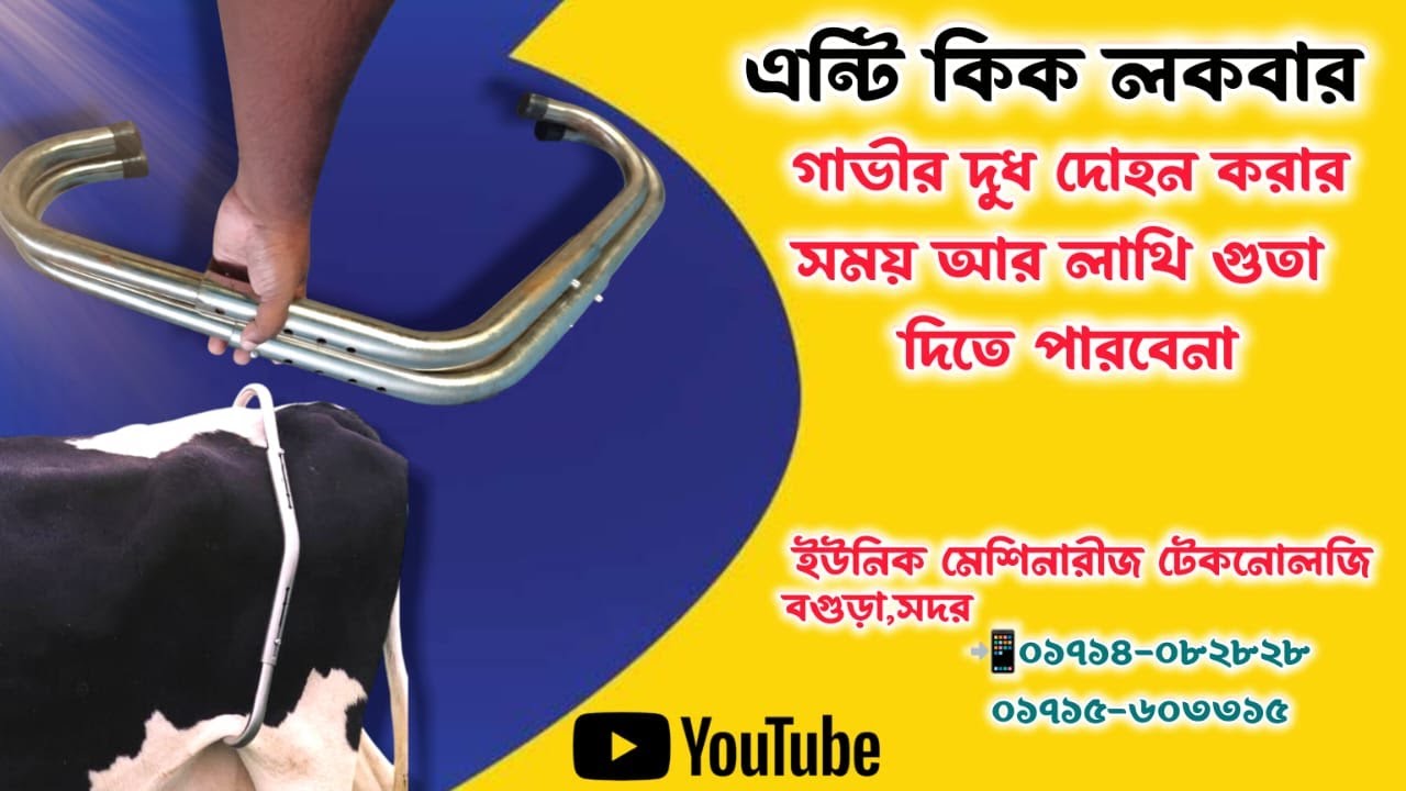 Cow Anti Kick Lock-গরুর এন্টি কিক লকবার - YouTube
