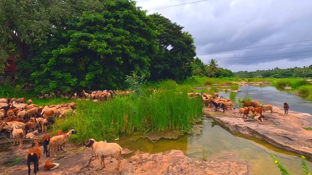 Village and Farmland walk tour in India | countryside walk | Kerala ...