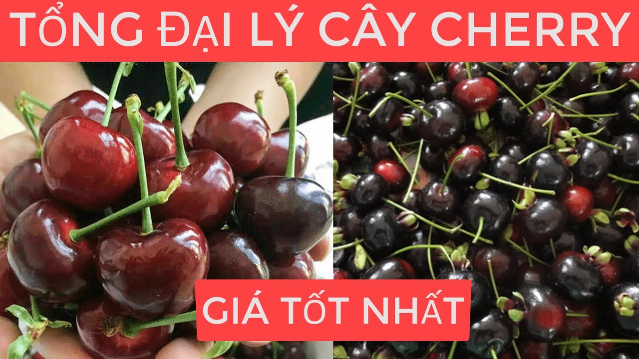CÂY CHERRY Brazil Trưởng Thành | Hàng Vạn Cây Giống | Giá Chỉ Từ 150K ...