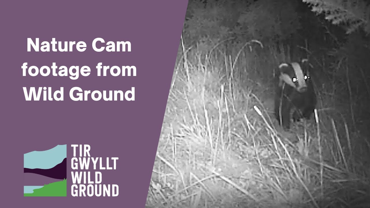 Nature Cam Footage from Wild Ground in North Wales - YouTube