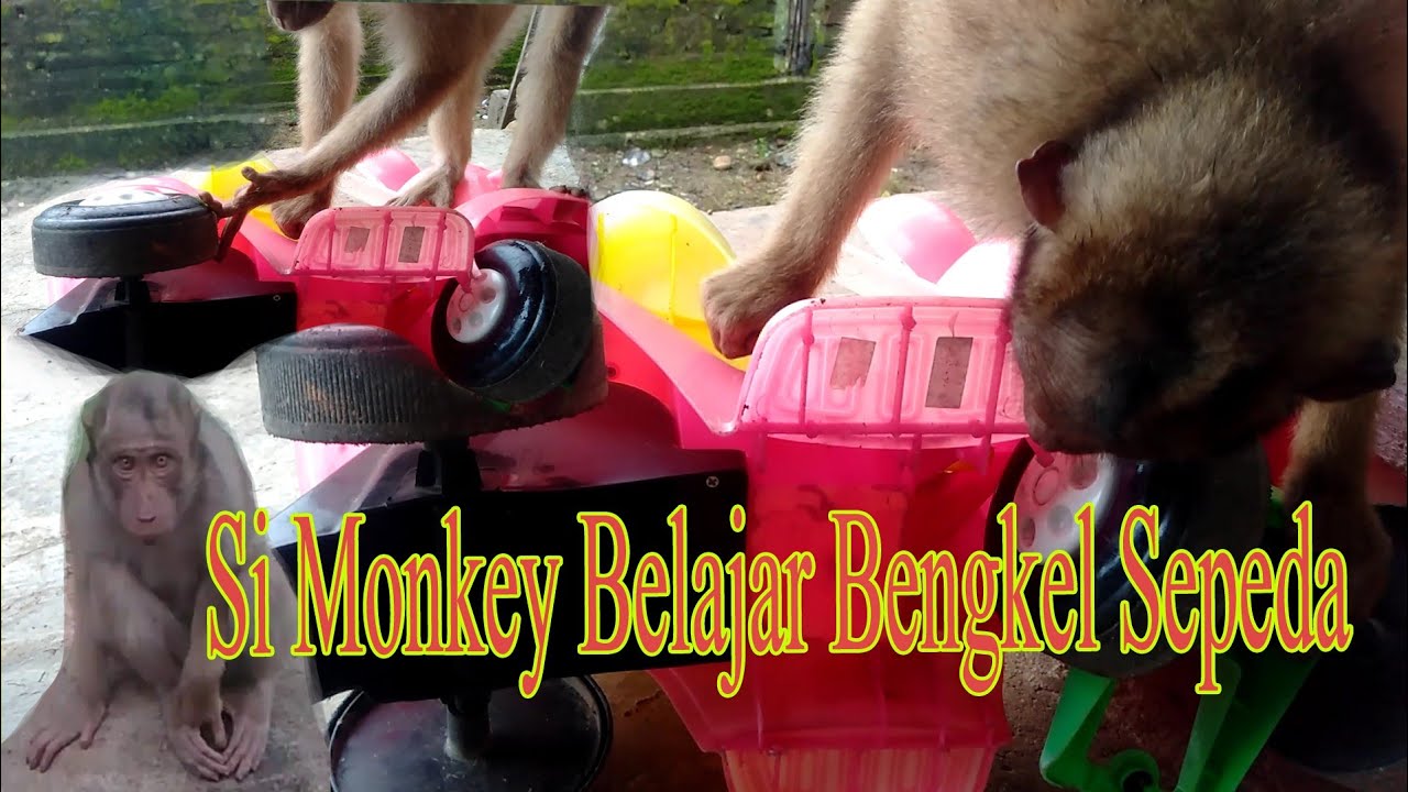 LUCU MONYET NAIK SEPEDA #MONKEY RIDE CYCLE - YouTube