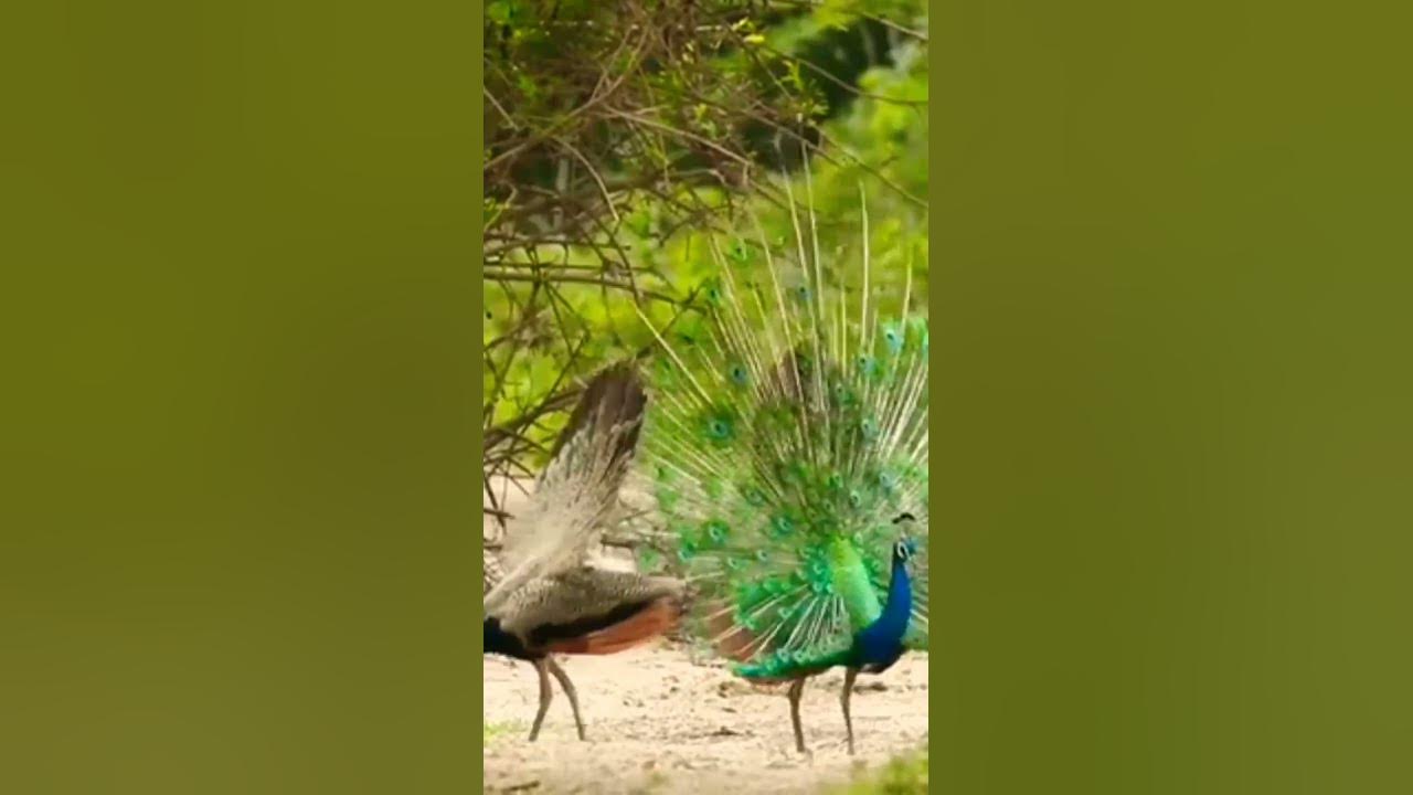 Peacock Displaying His Feathers Peacock Displaying Tail Peacock Mating Dance Display Tp
