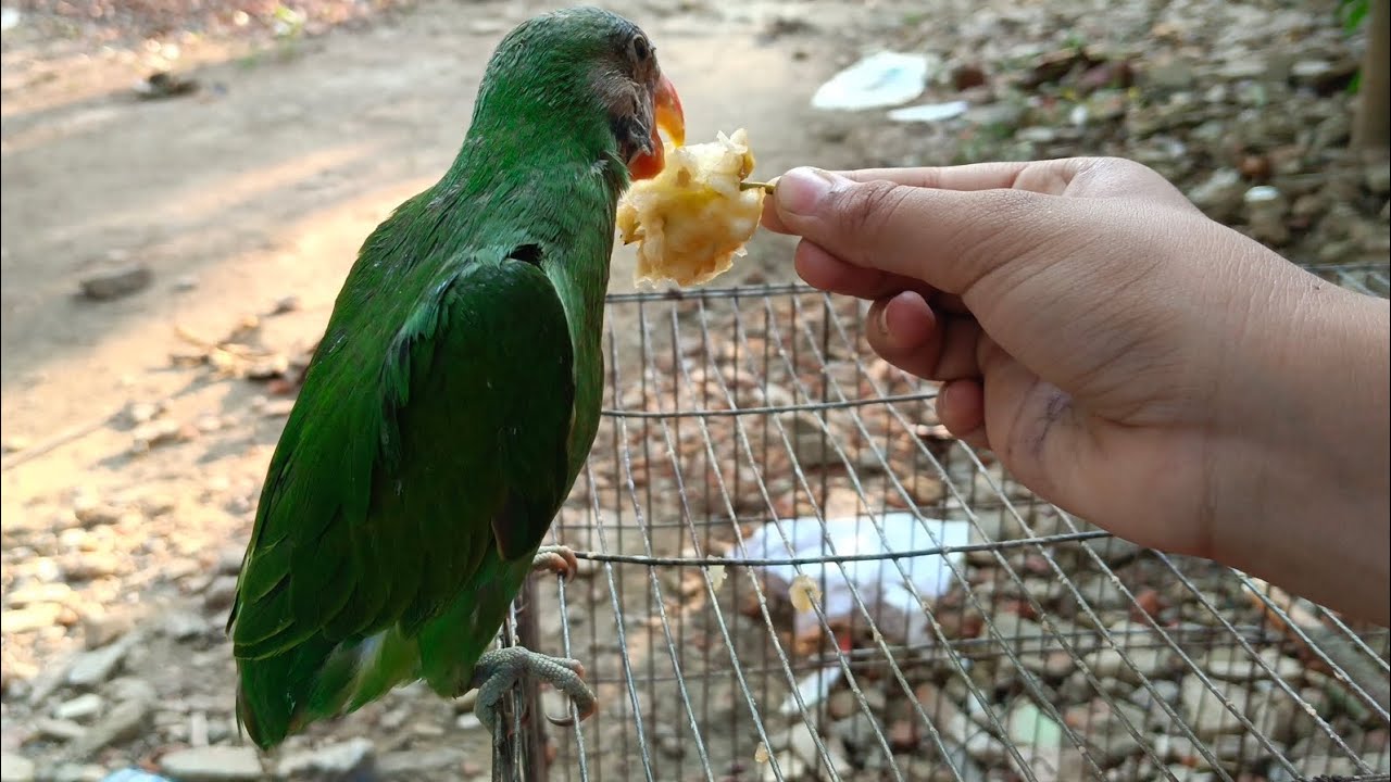 A smart talking parrot is eating apples. - YouTube