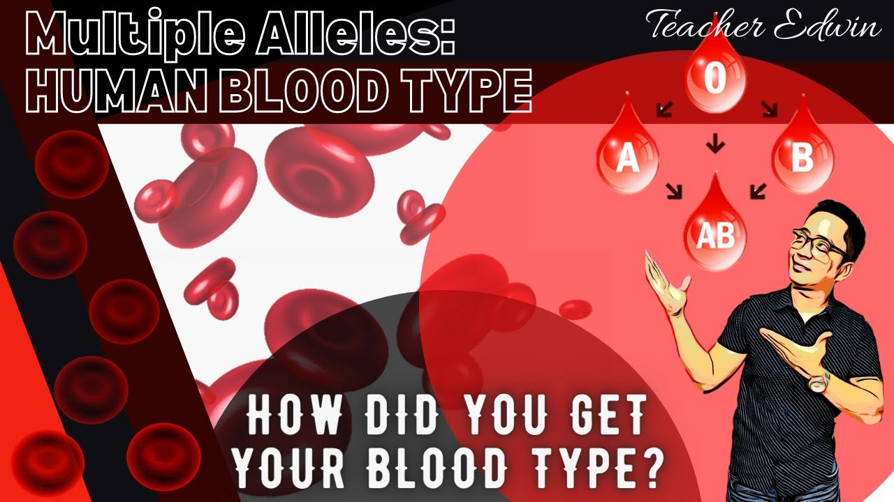 MULTIPLE ALLELES: THE HUMAN BLOOD TYPE - YouTube