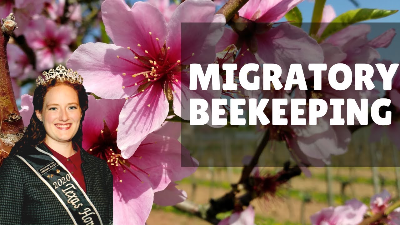 How Migratory Beekeeping Helps You - A Honey Bee’s Vacation - YouTube