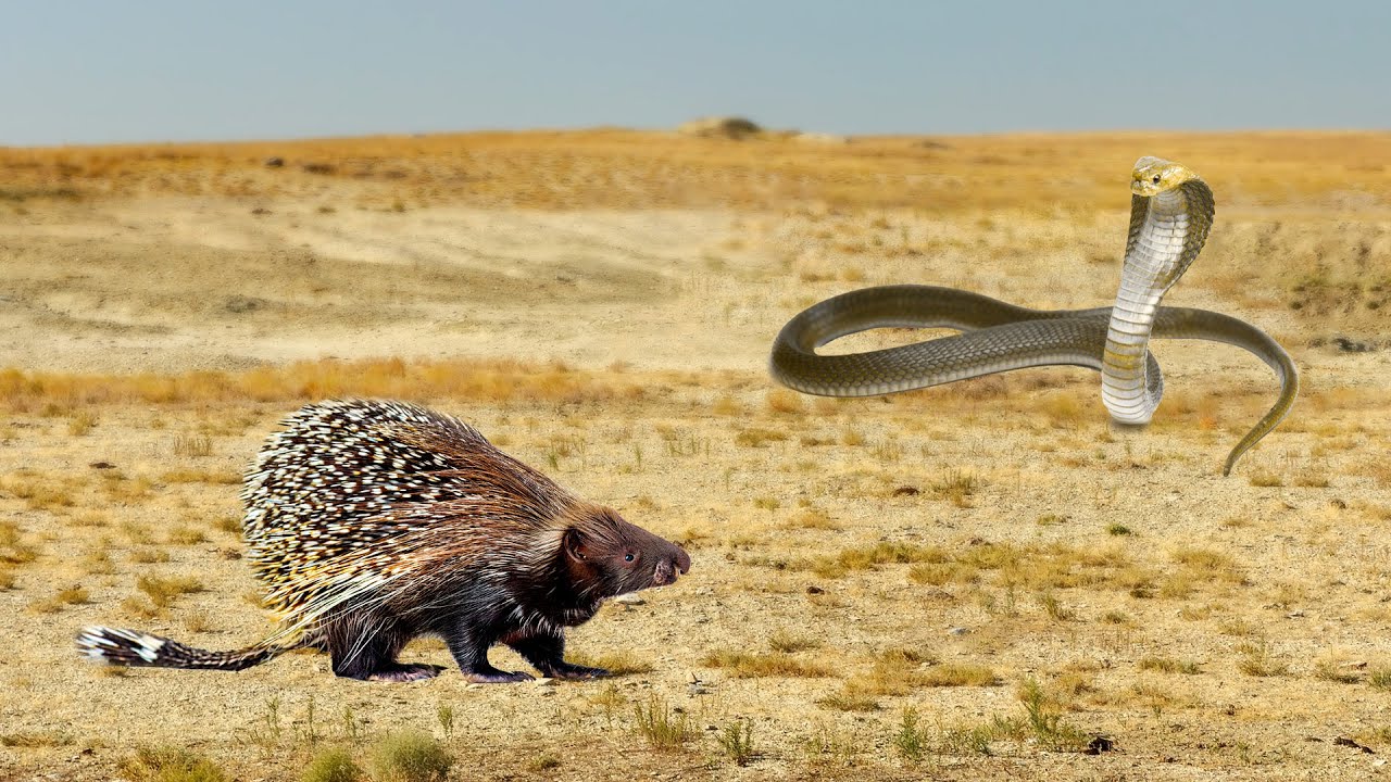 This Snake Was Doomed! Rare Animal Fights Caught on Camera - YouTube