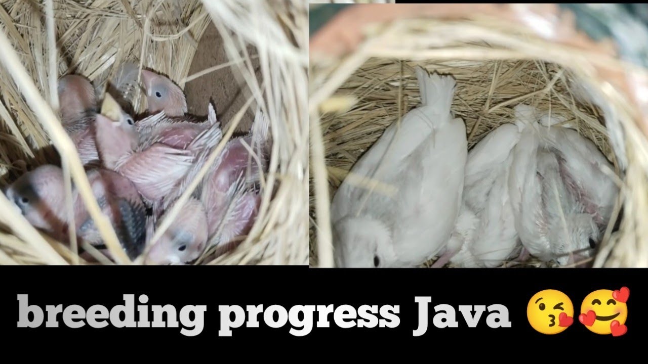 breeding progress Java 🥰😘😍👈 - YouTube
