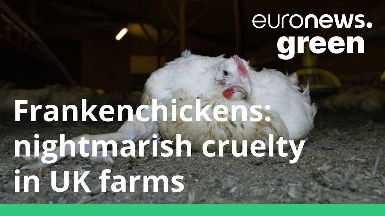 Frankenchickens: The ‘nightmarish’ reality of how chickens are farmed ...