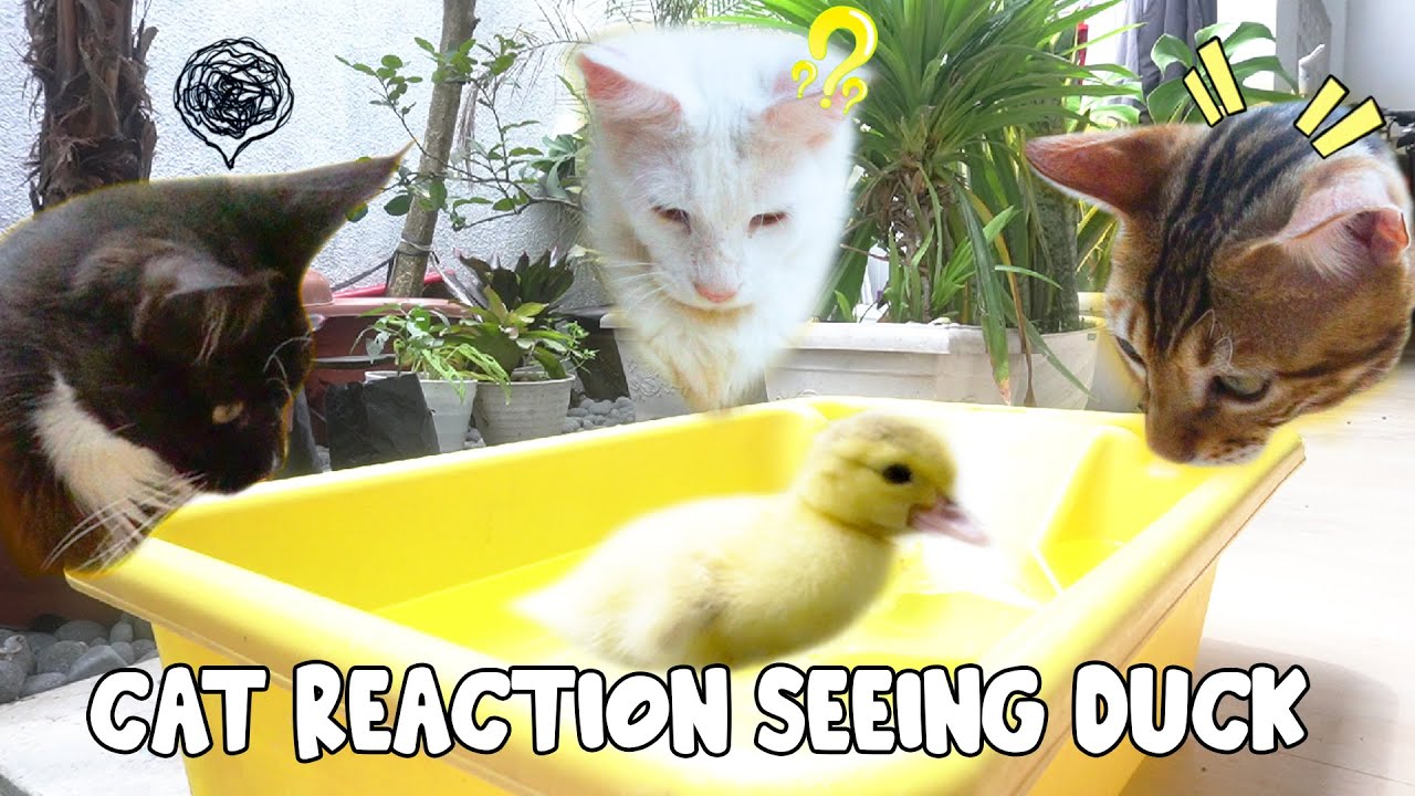 CAT REACTION SEEING DUCK | NEVS CAT - YouTube