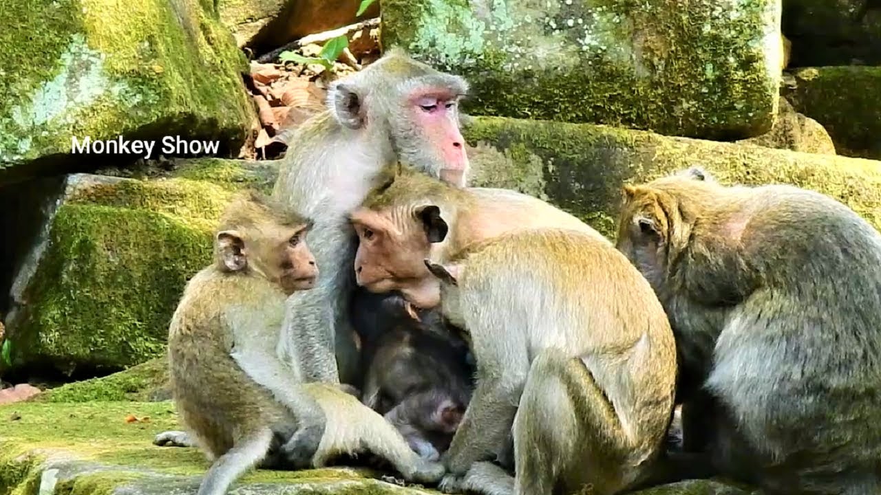 Jazzy baby tries to access near mom even Jinx blo-cks her all time ...