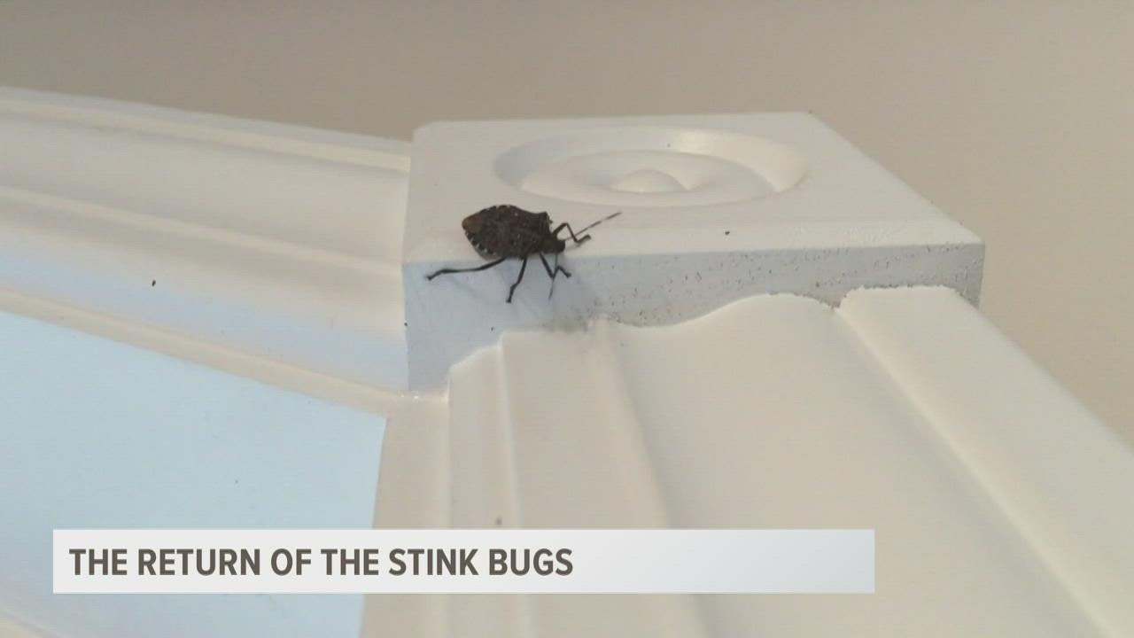 Stink bugs are back: So now what? - YouTube