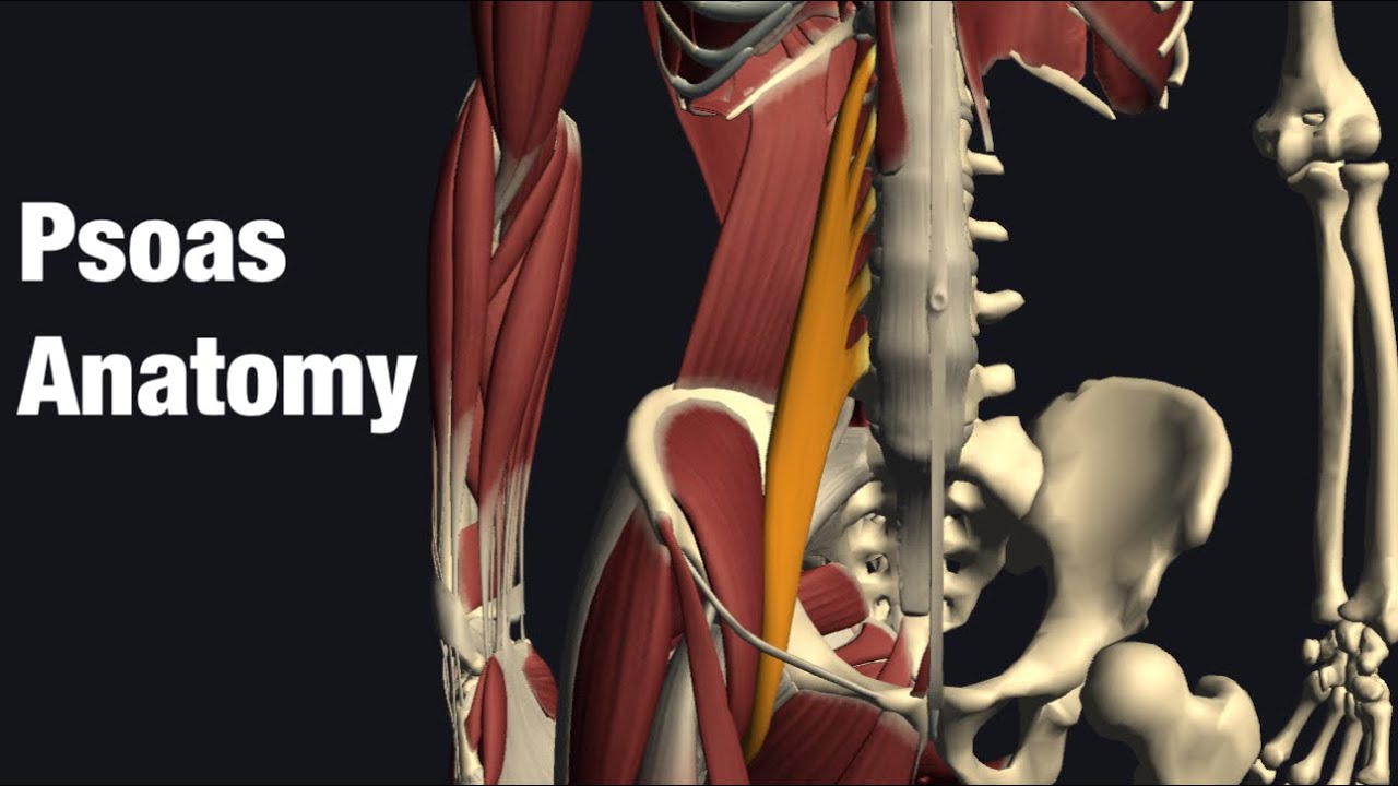 Anatomy and function of psoas (English) - YouTube